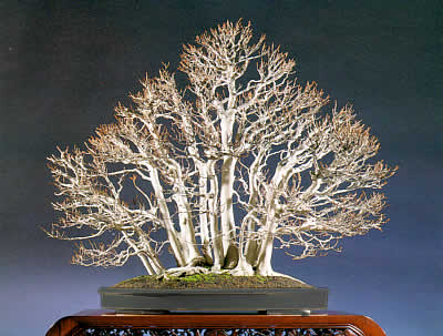 Artistic Principles of Bonsai Design - Elements of Refinement and Direction