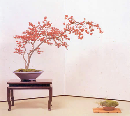 Artistic Principles of Bonsai Design - Elements of Refinement and Direction